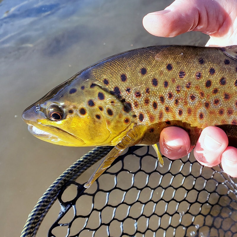 Ultimate Guide to Fly Fishing Eleven Mile Canyon in Colorado